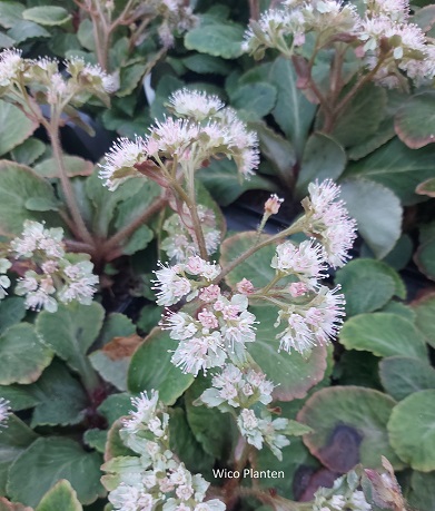 Chrysosplenium macrophyllum – WicoPlanten